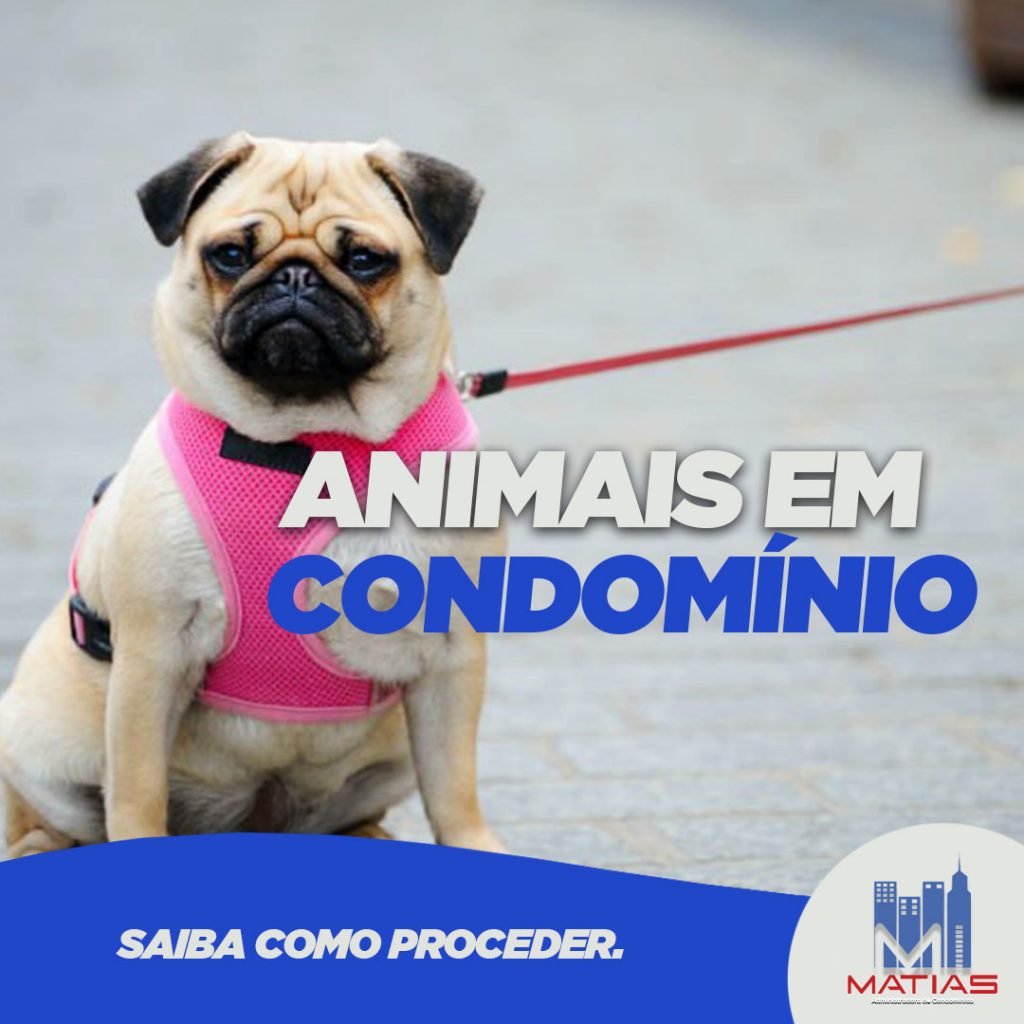 O que você precisa saber sobre seu animal no condomínio. – Matias Adm